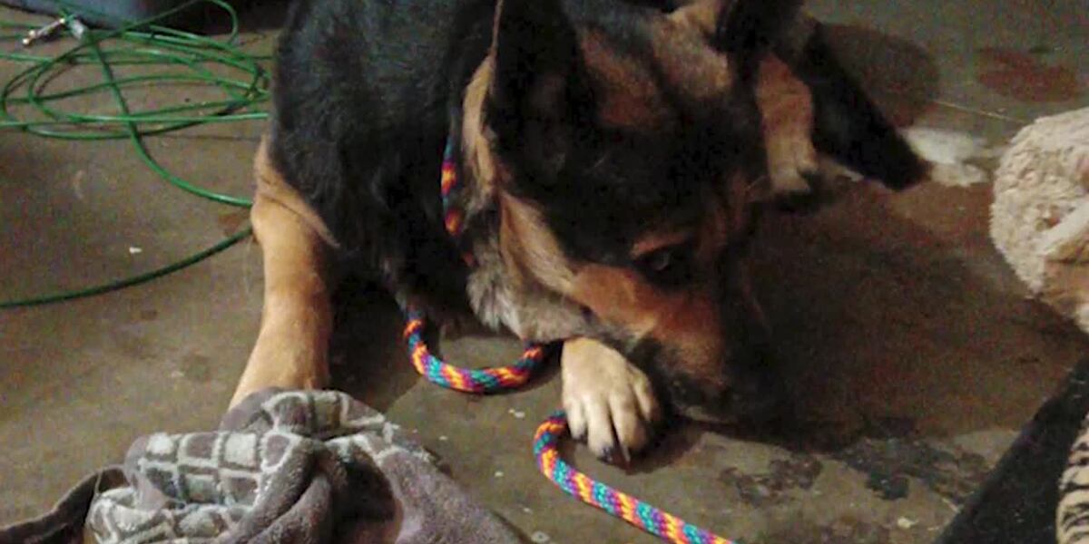 ‘He’s crying for his owner’: Dog leads woman to man’s body ‘He’s crying for his owner’: Dog leads woman to man’s body